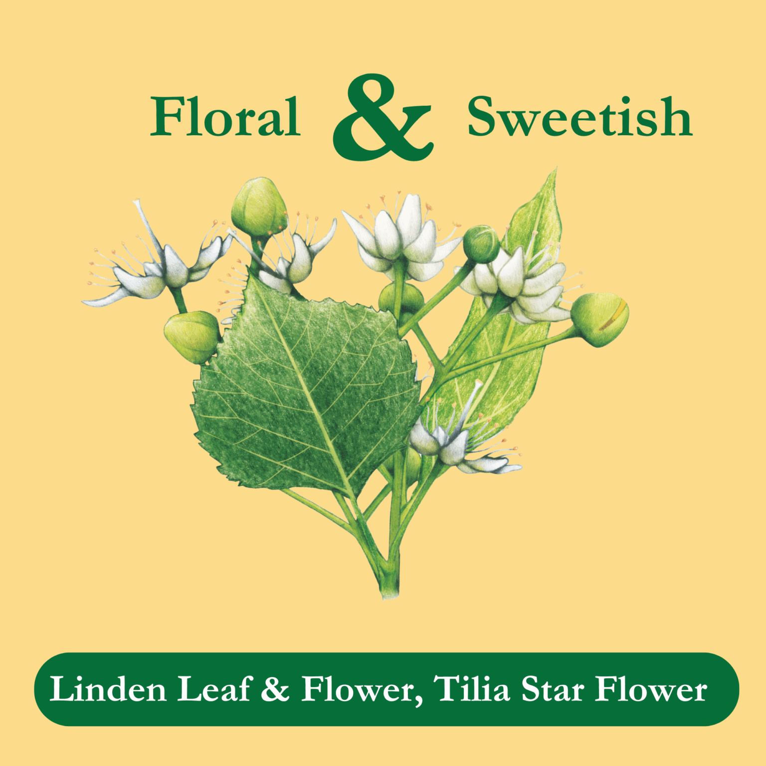 Linden Tea – Tadin Herb & Tea Co.