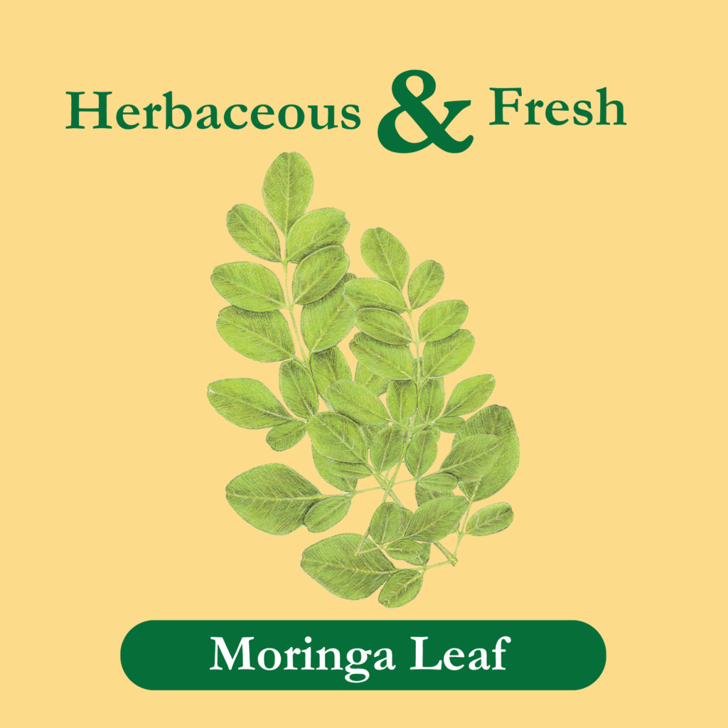 Moringa Tea – Tadin Herb & Tea Co.