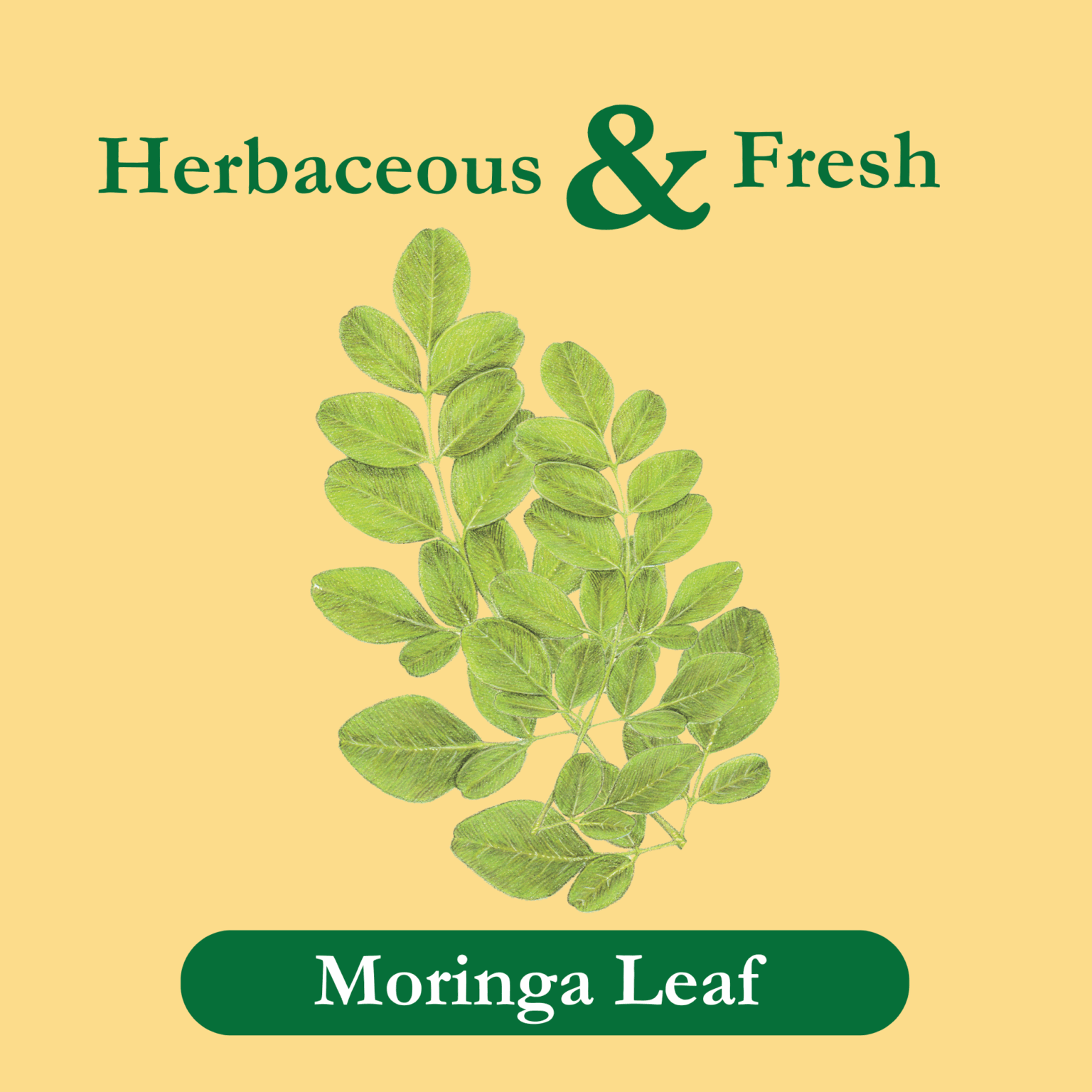 Moringa Tea – Tadin Herb & Tea Co.