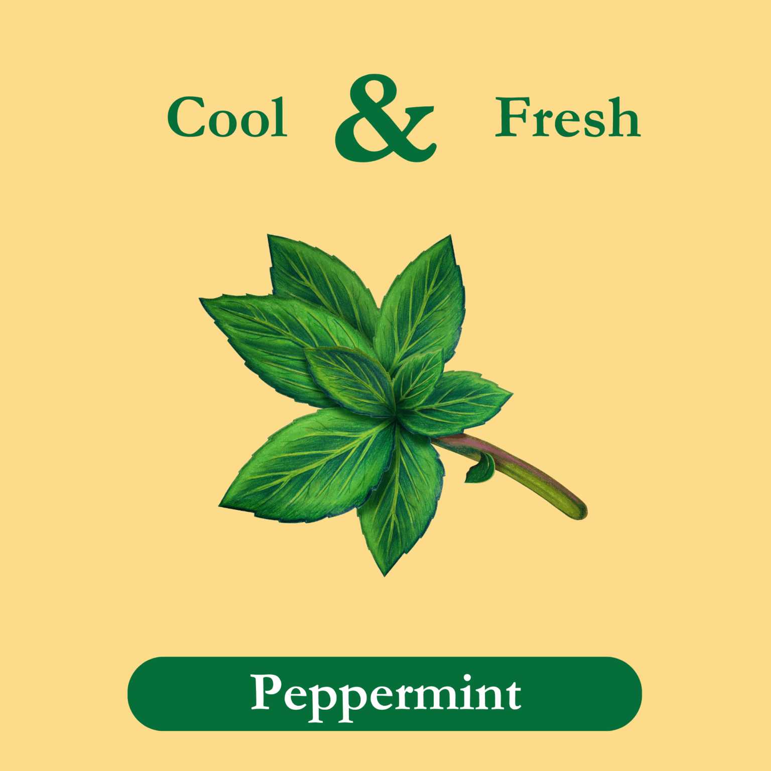 Peppermint Tea – Tadin Herb & Tea Co.