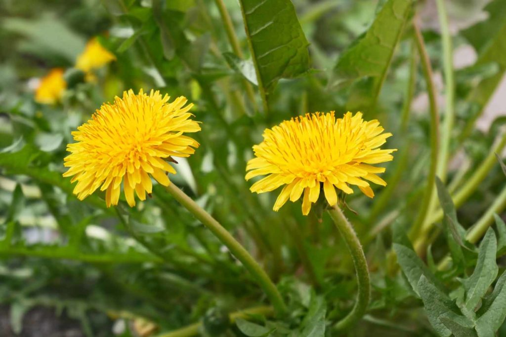 Dandelion – Tadin Herb & Tea Co.