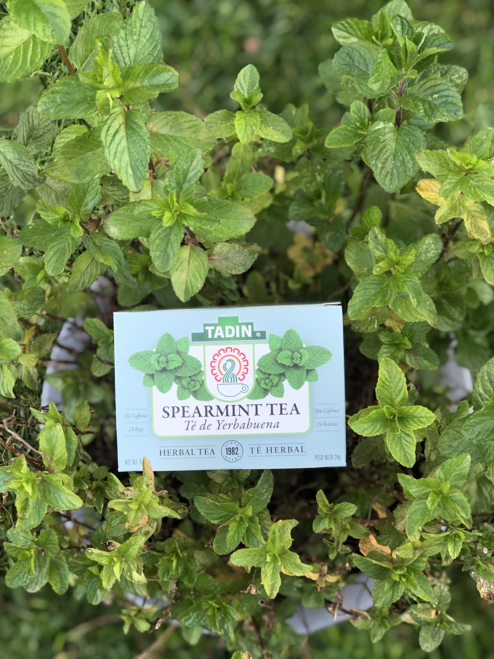 Spearmint Tea – Tadin Herb & Tea Co.